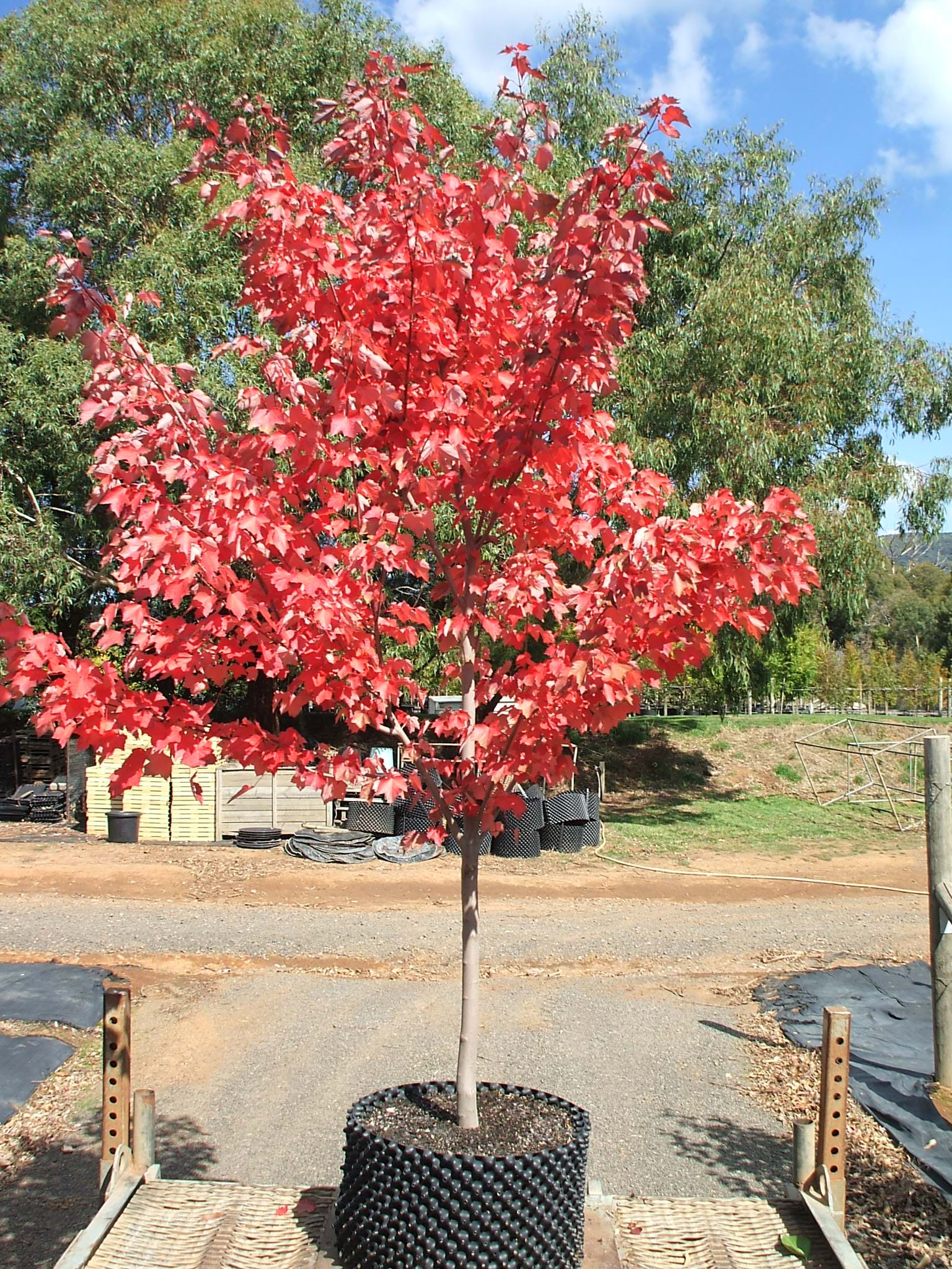 Acer rubrum Fairview Flame