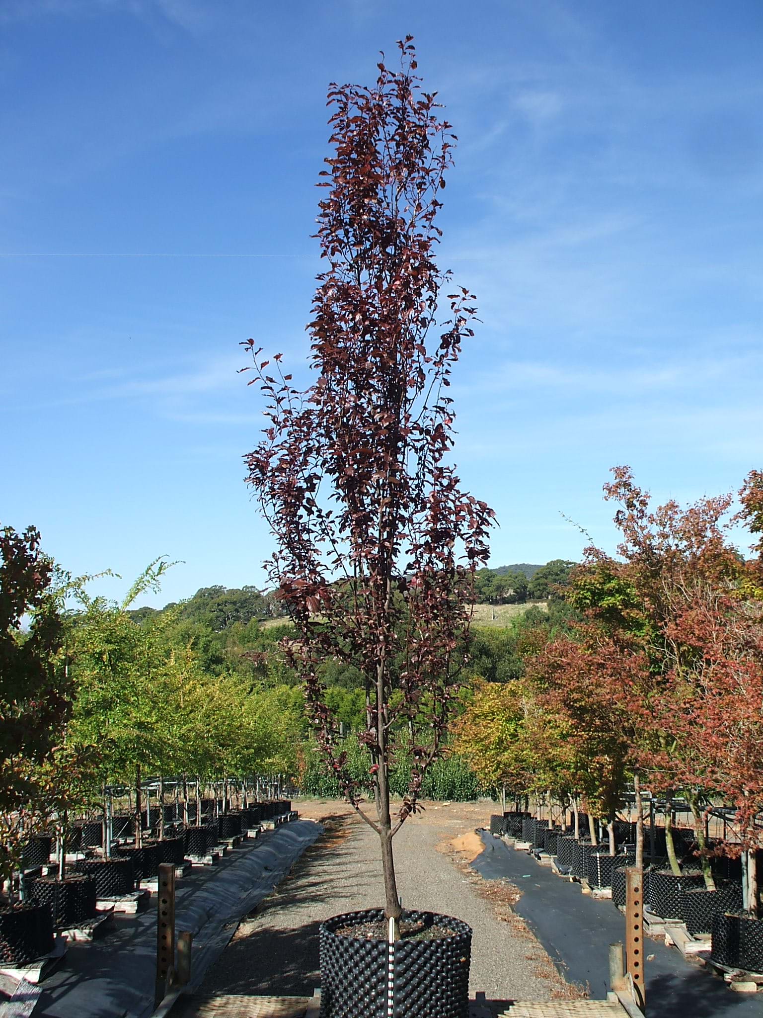 Prunus cerasifera nigra Fastigiata